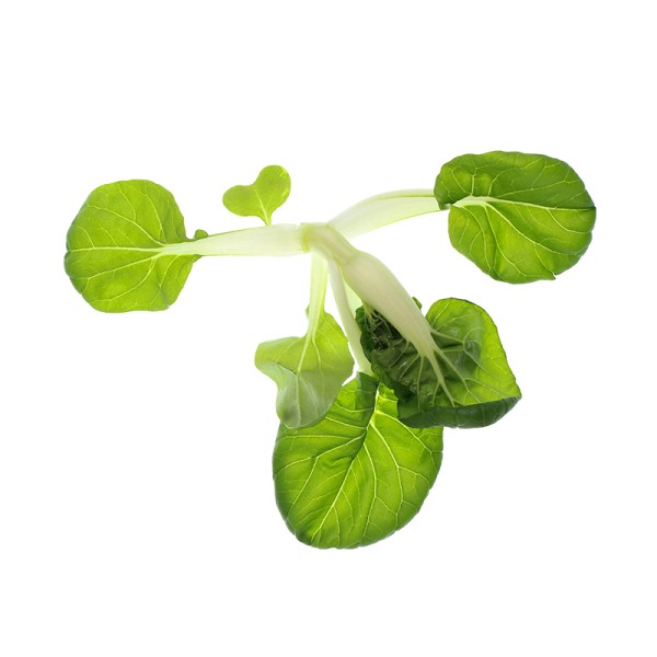 MINI PAK-CHOI SELVATICO