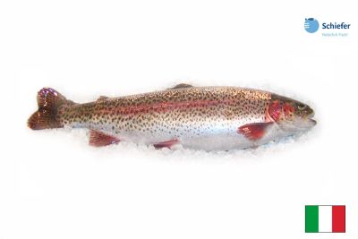 TROTA SALMONATA EVISC. 0,8 KG AA